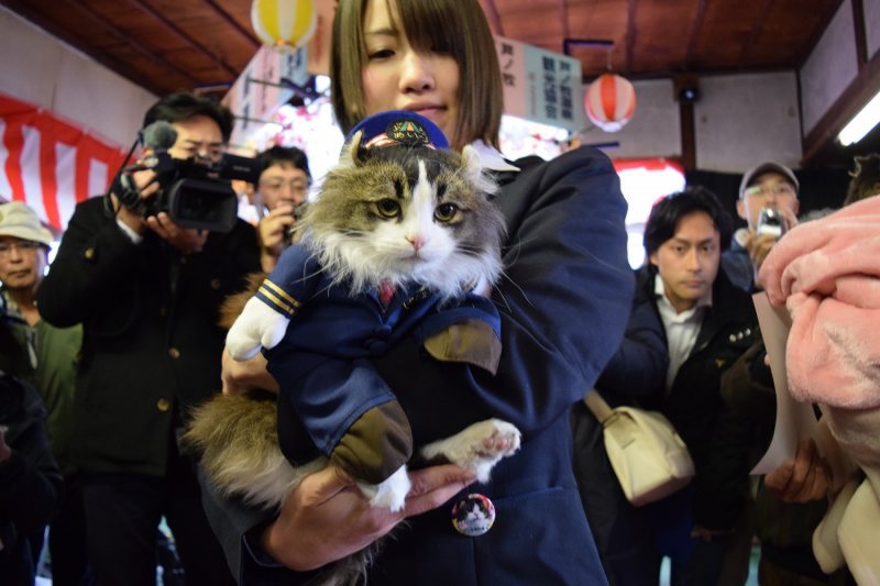Photo Special: Stationmaster cat 'Bus' retires, new feline appointed ...