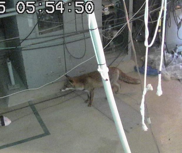 Fox finds way into highly radioactive reactor building at Fukushima ...