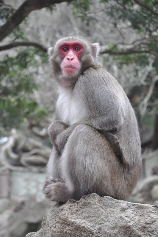 'Charlotte' triumphs in monkey popularity contest at Oita zoo - The ...