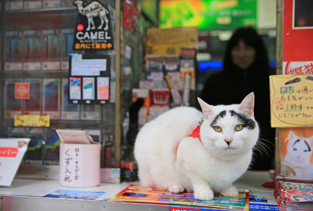 Photo Special: Shopkeeper cat attracts visitors with 'lucky eyebrows ...