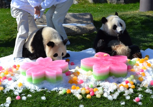 pandas sweets