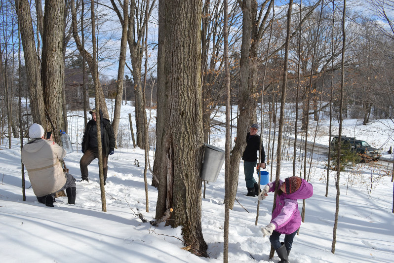 Maple syrup-making: a cozy spring ritual - The Mainichi