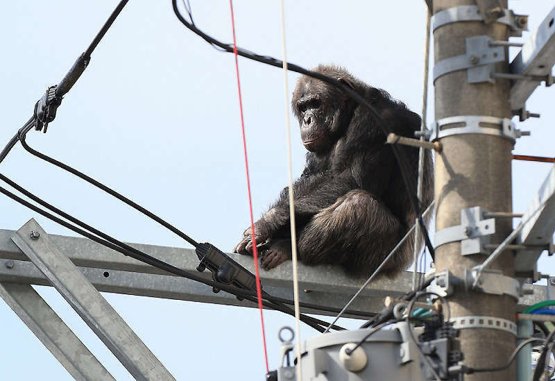 Photo Special: Chimpanzee escapes from Sendai zoo - The Mainichi