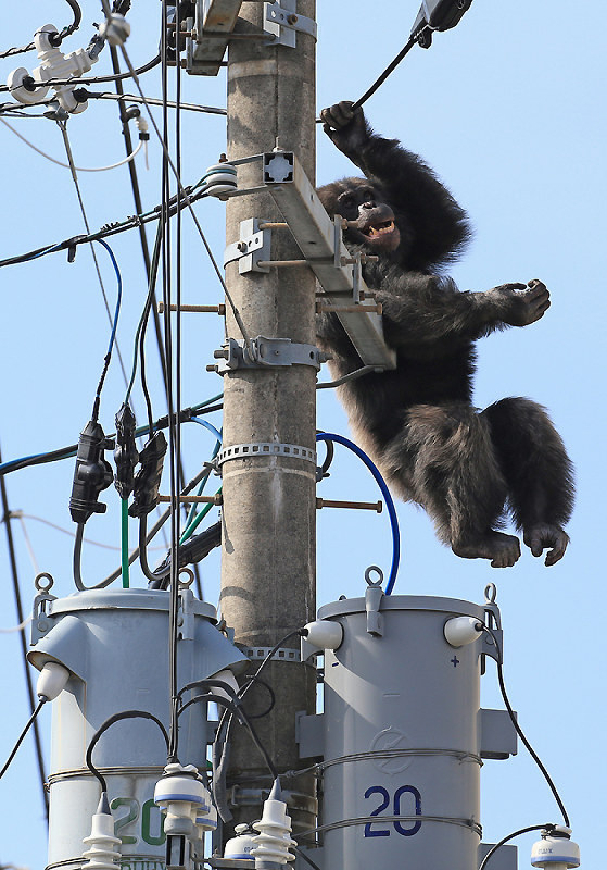 Photo Special: Chimpanzee escapes from Sendai zoo - The Mainichi