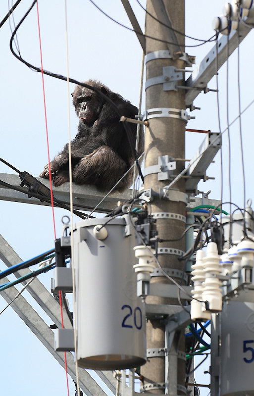 Photo Special: Chimpanzee escapes from Sendai zoo - The Mainichi
