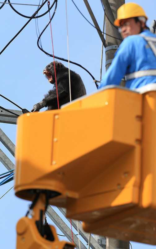 Photo Special: Chimpanzee escapes from Sendai zoo - The Mainichi