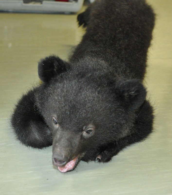 Photo Special: Bear park sees record number of Asian black bear births ...