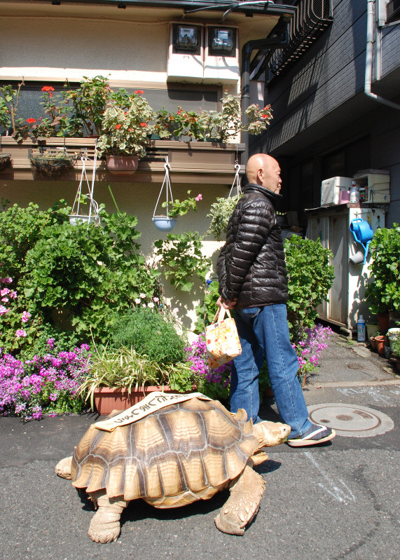 Celebrity tortoise the talk of the town in Tokyo neighborhood - The ...