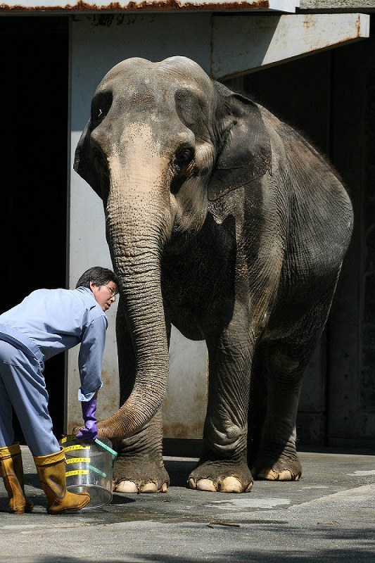 Photo Special: Hanako, Japan's oldest elephant, dies at age 69 - The ...