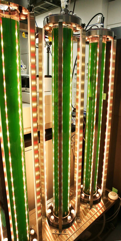 Osaka researchers pursue green growth with biofuel-making algae - The ...
