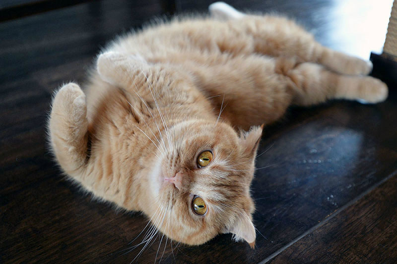 Photo Special: Furry friends entertain visitors to Kyoto cat cafe - The ...