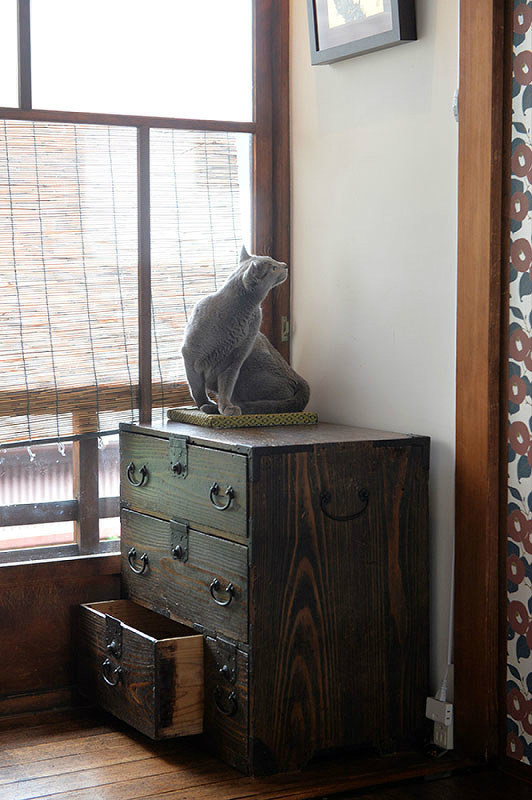 Photo Special: Furry friends entertain visitors to Kyoto cat cafe - The ...