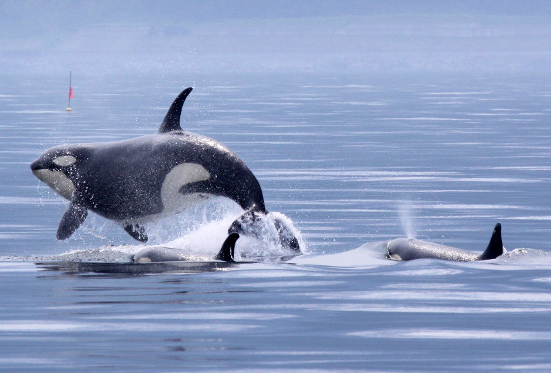 Photo Journal: Impressive orca-nization - The Mainichi