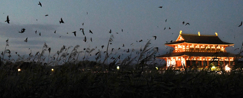 Photo Journal: Just wing it - The Mainichi