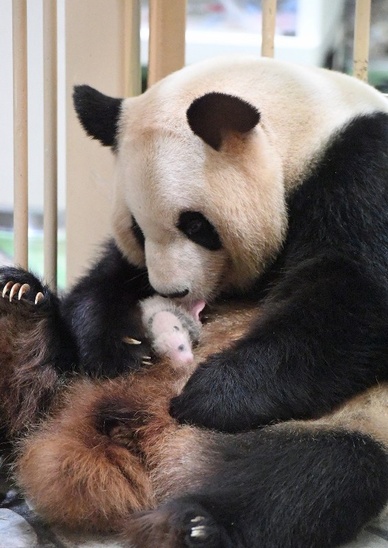 Photo Journal: Precious panda - The Mainichi