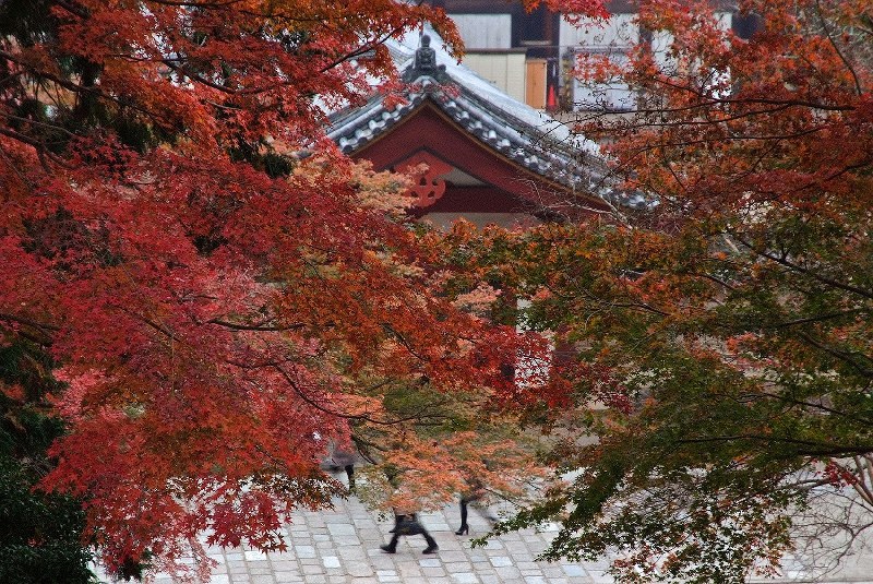 Glimpses of Japan: Deep fall colors of Nara (2) - The Mainichi