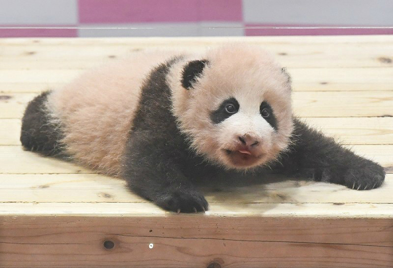 Photo Special: Japan-born baby panda named 'Yuihin' - The Mainichi