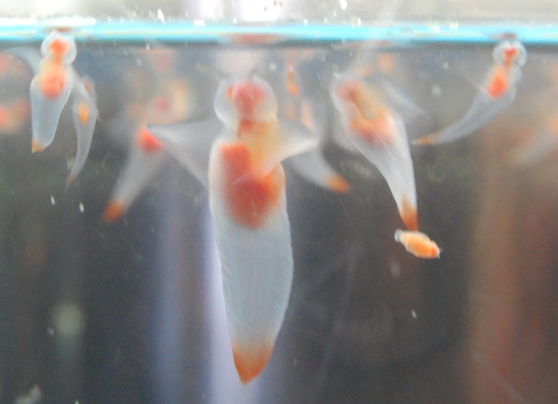 Large 'angels of the ice floes' prove popular at Hokkaido museum - The ...