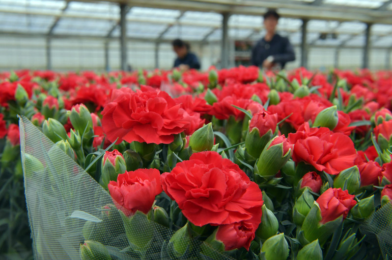 Photo Journal: Carnation celebration - The Mainichi