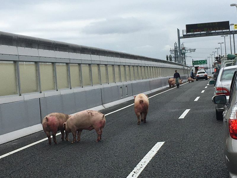 In Photos: Pigs make a break for it on Japan expressway - The Mainichi