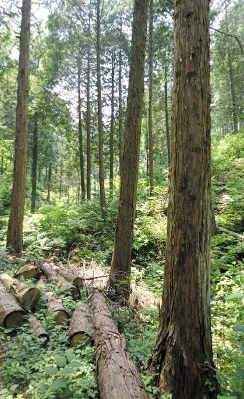 Some 26,000 centenarian Japanese cypress trees disappear - The Mainichi