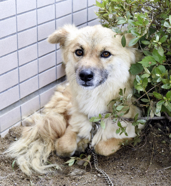 Disaster-hit Fukuoka Pref. man caring for dog adopted by his late wife ...