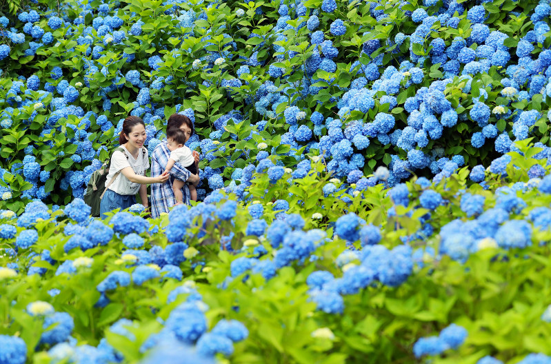 Photo Journal: True Blue - The Mainichi