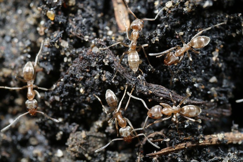 Research team unveils new method for eradicating invasive ants - The ...