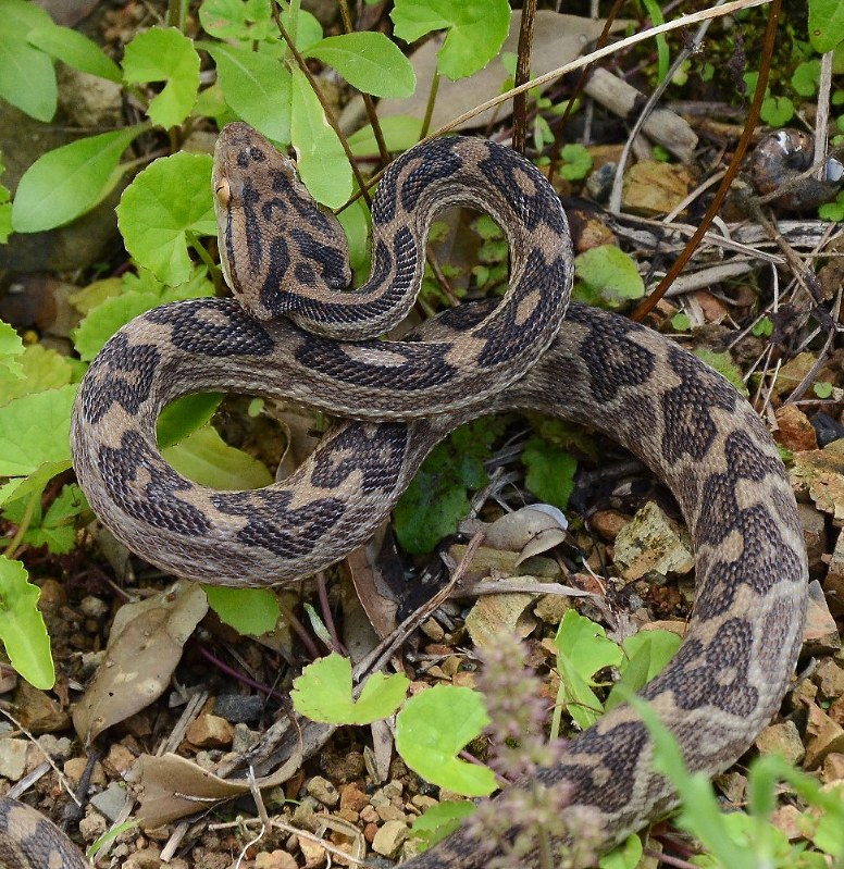 Very poisonous 'habu' snake found on Okinawa's Aguni Island - The Mainichi