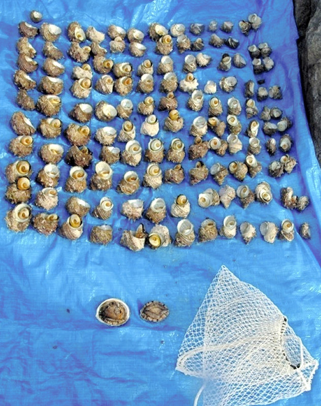 74.5% of Fukui shellfish poachers are from outside prefecture: coast ...