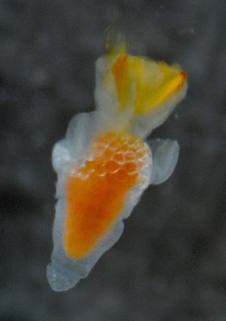 New species of sea angel discovered off Toyama - The Mainichi