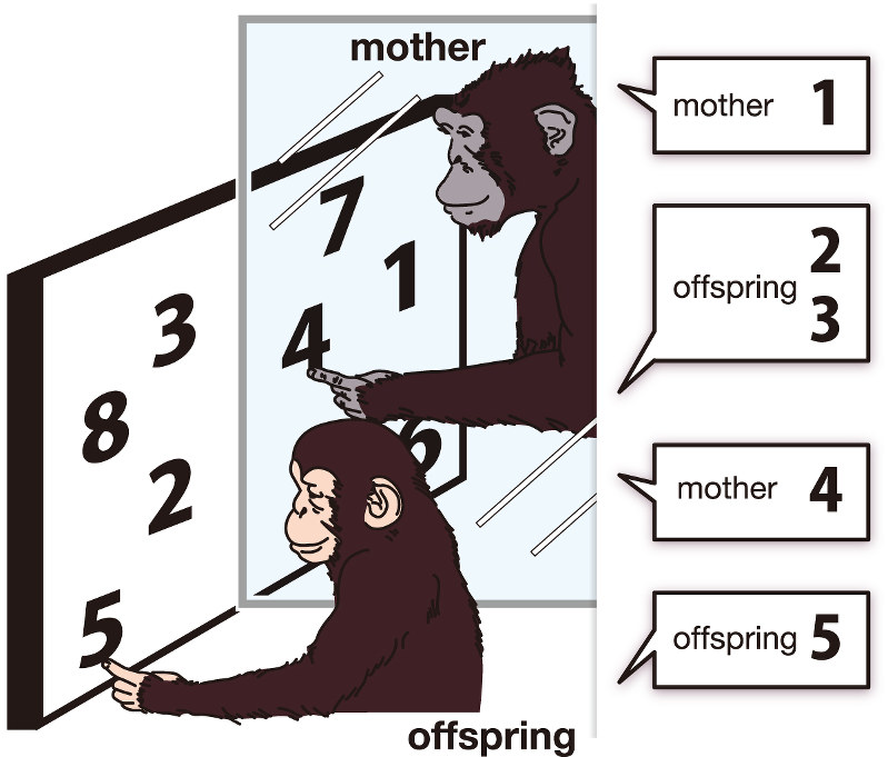 Study shows chimps can cooperate to solve shared task - The Mainichi