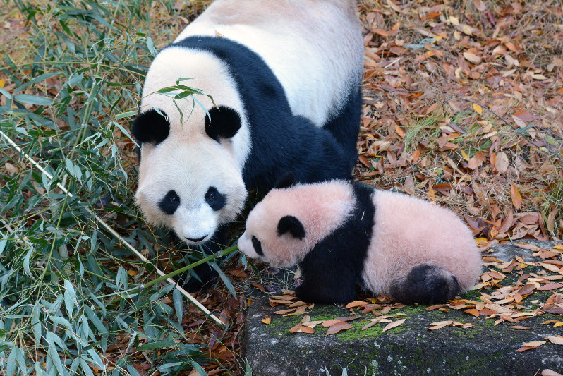 Ueno zoo's lively panda cub celebrates half birthday, gets ready for ...