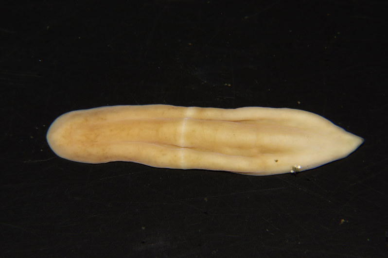 New species of ocean worm discovered in waters near Japan: researchers ...