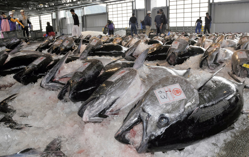 University researchers create fishing net designed to stop bluefin tuna ...