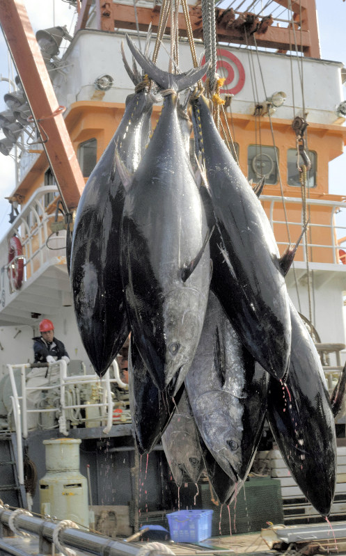 Fisheries Agency to get tough on small bluefin tuna fishing quotas ...