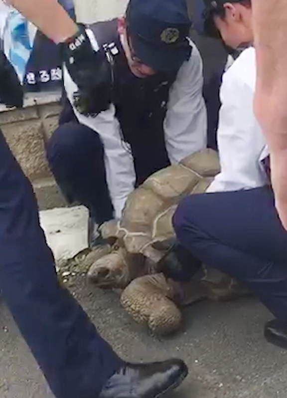 4 cops struggle to 'apprehend' giant tortoise on the loose in Tokyo ...