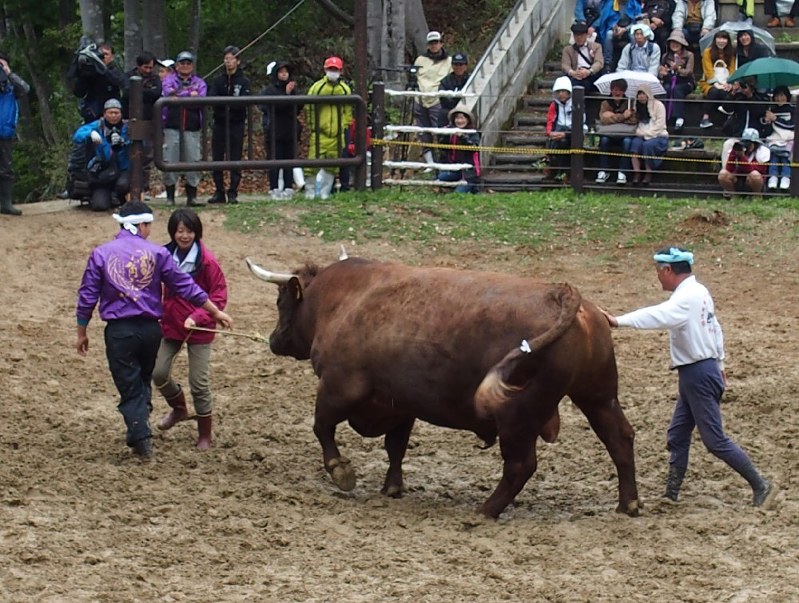 Ban on women entering bullfighting ring lifted in Niigata Pref. - The ...