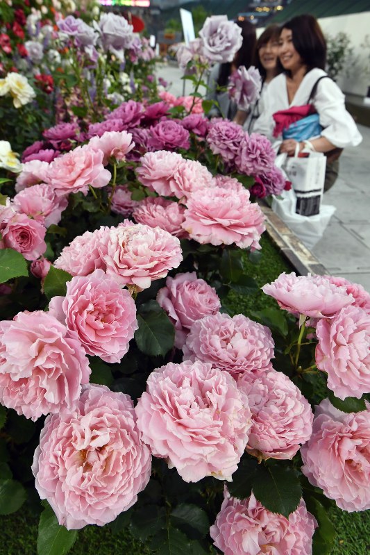 In Photos: 1 million flowers on display at Int'l Roses and Gardening ...