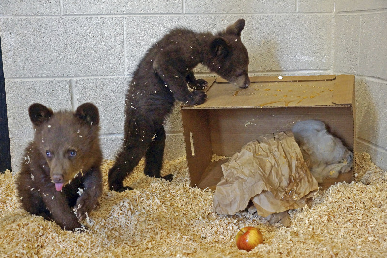 Wildlife park: Bear cubs rescued after mother is euthanized - The Mainichi