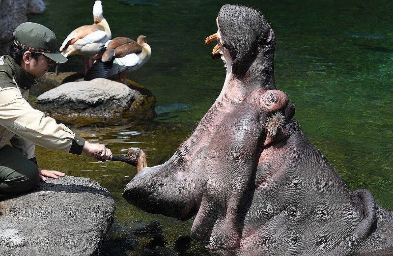 In Photos: Visitors enjoy watching Osaka hippo get teeth brushed - The ...