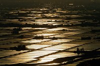 In Photos: Hokkaido gold - The Mainichi