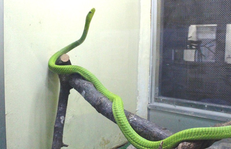 Snakes alive: Gunma facility allows visitors to touch serpents, watch ...