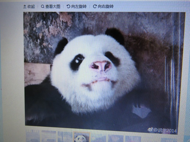 Panda allegedly abused by zookeeper: Chinese media - The Mainichi