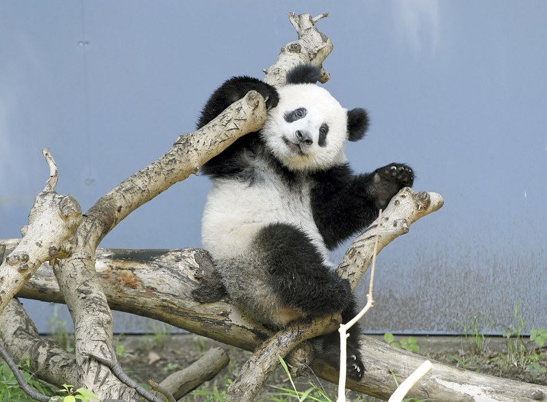 Ueno zoo's star giant panda cub prefers eating apples to bamboo - The ...