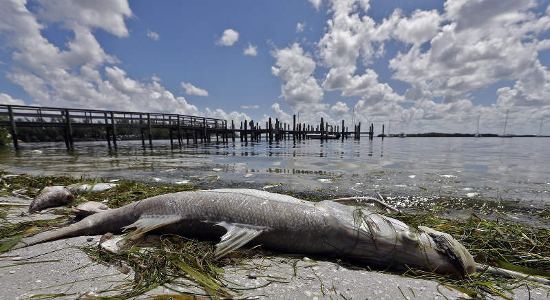 Devastating toxic algae bloom plagues Florida's Gulf Coast - The Mainichi