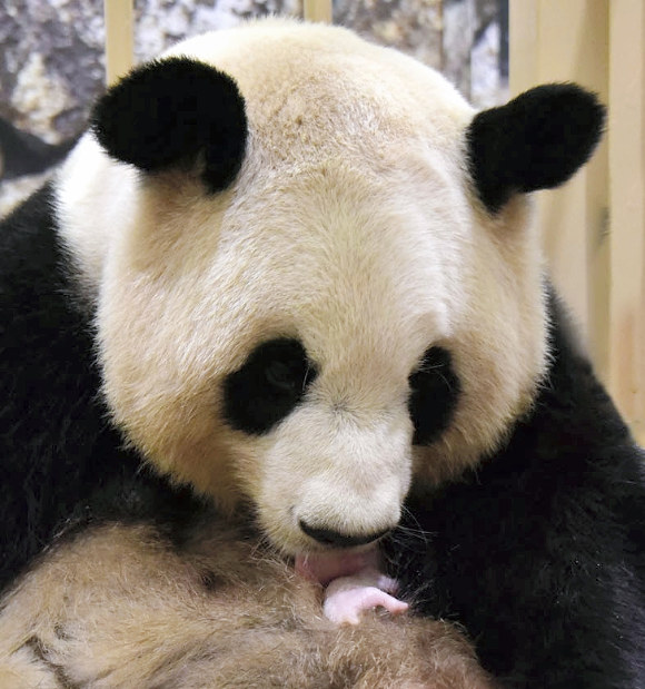 Underweight panda cub in Wakayama Pref. can now nurse on her own: zoo ...