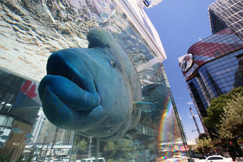 In Photos: Colorful fish tank brings Okinawan seas to Tokyo's Ginza ...