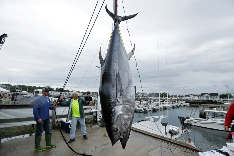 A controversial comeback for a highly prized tuna - The Mainichi