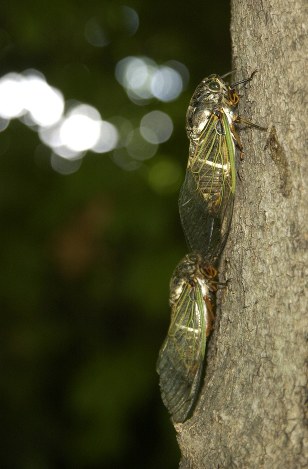 Antibacterial surface mimicking structure of cicada wings to be put to ...